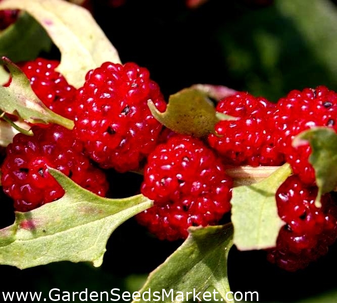 Leafy Goosefoot seeds - Chenopodium foliosum - 120 seeds – Garden Seeds ...