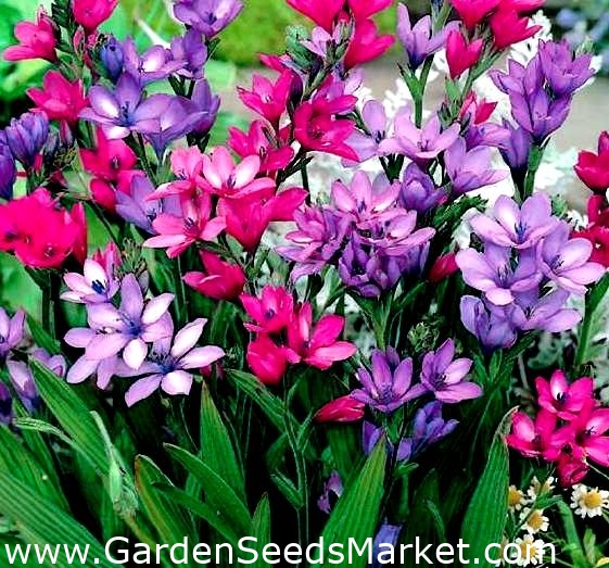 Babiana Mix - 10 bulbs – Garden Seeds Market | Free shipping