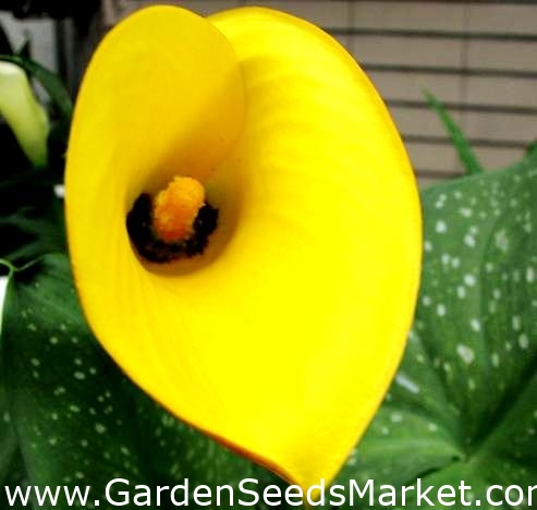 Kalija - Cream - Zantedeschia – Garden Seeds Market | Nemokamas pristatymas