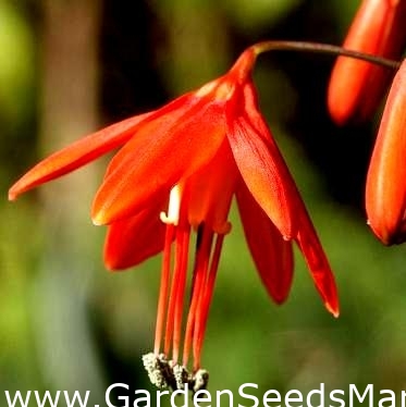 Bessera elegans, Coral Drops - 10 bulbs – Garden Seeds Market | Free ...