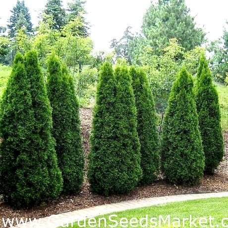 White cedar seeds - Thuja occidentalis - 65 seeds – Garden Seeds Market ...