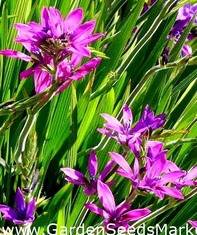 Babiana Mix - 10 bulbs – Garden Seeds Market | Free shipping
