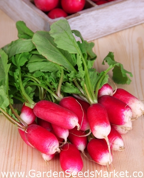 Buah lobak Lapan belas hari - Raphanus sativus - 425 biji - Raphanus ...