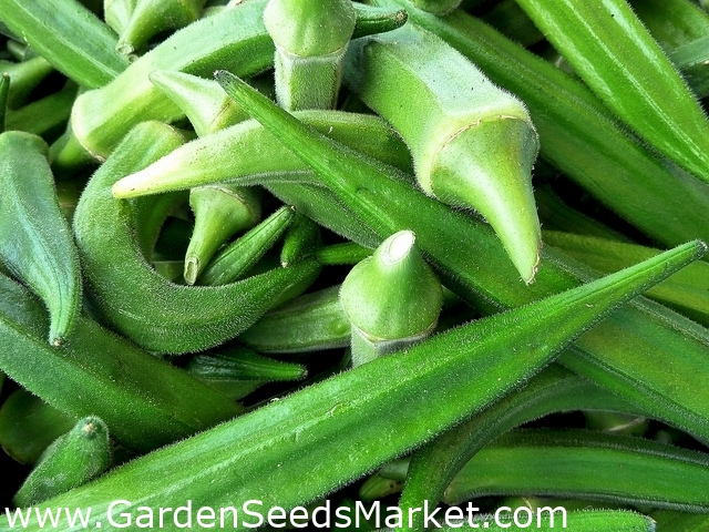 Quingombó - Clemson Spineless - 30 semillas - Abelmoschus esculentus ...