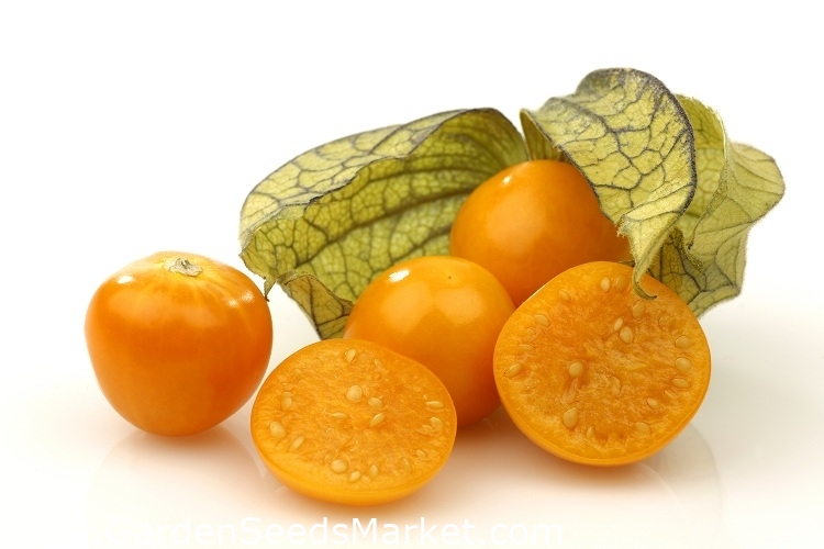 Tomate-de-capucho - Physalis peruviana - sementes – Garden Seeds Market ...