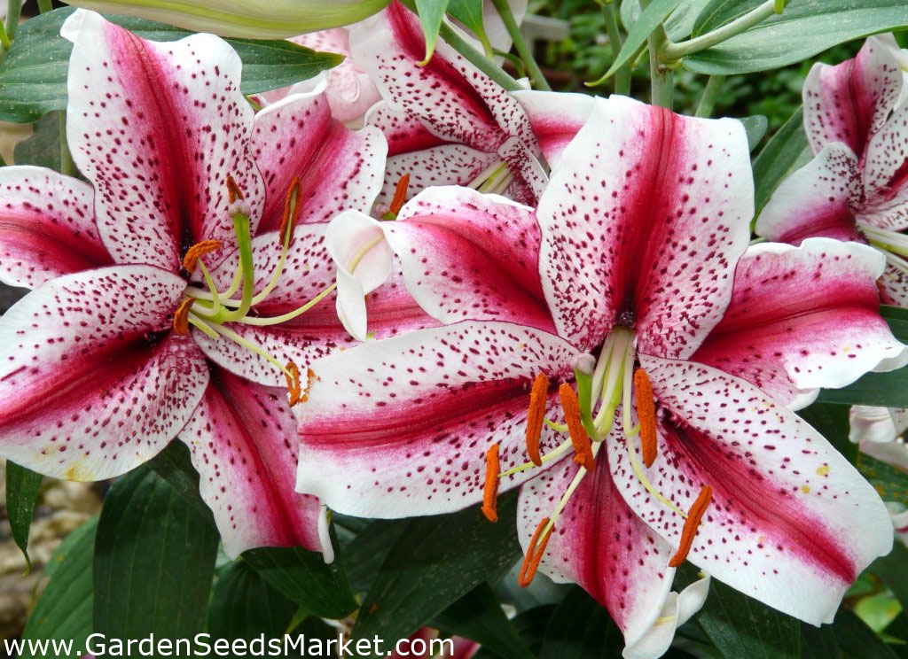 Lírio Dizzy - Lilium Dizzy – Garden Seeds Market | Frete grátis