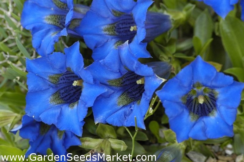 Gentian mixed seeds - Gentiana sp. – Garden Seeds Market | Free shipping