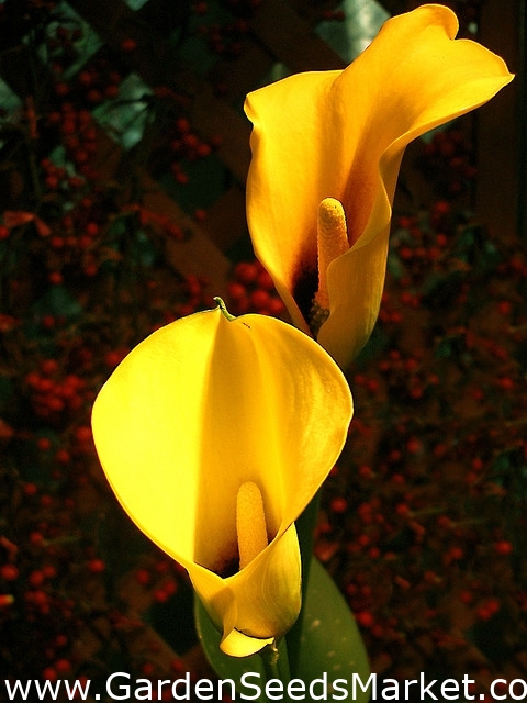 Calas, Alcatraces, Cartuchos - Yellow - amarillo - Zantedeschia ...