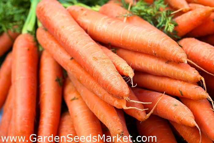 Gulrot - Amsterdam - 3 frø - Daucus carota ssp. sativus – Garden Seeds ...