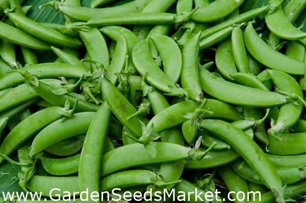 Seme graha Bajka - Pisum sativum - 160 semen - semena – Garden Seeds ...