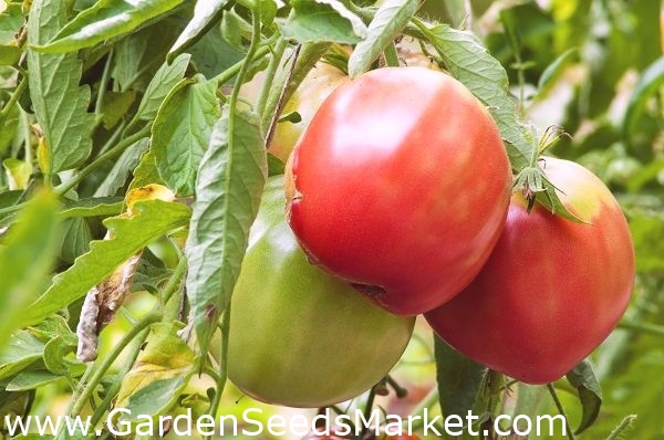 Biji tomat Raspberry Giant - Lycopersicon lycopersicum - 400 biji ...