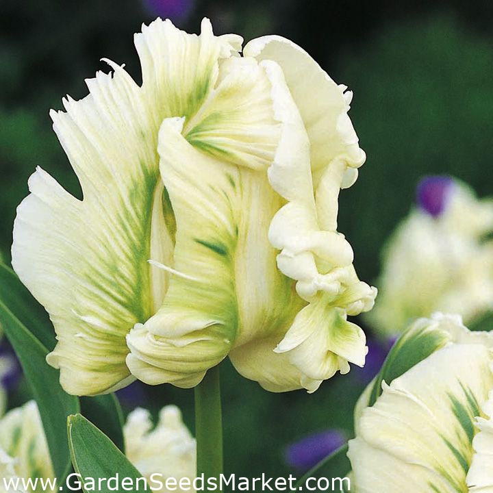 Tulipa Super Parrot - Tulip Super Parrot - 5 bulbs – Garden Seeds Market | Free shipping