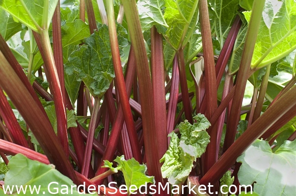 Daržovinis rabarbaras - Lider - 120 sėklos - Rheum rhabarbarum – Garden ...