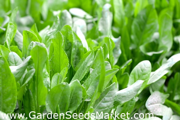 Sauerampfer Samen - Rumex acetosa - 1600 Samen - – Garden Seeds Market ...