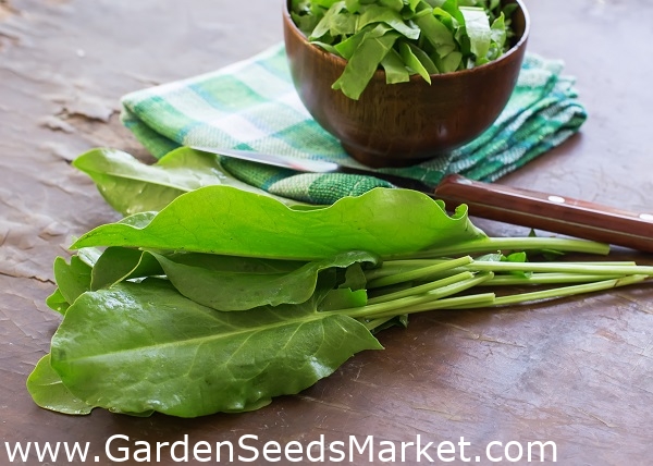 Sauerampfer Samen - Rumex acetosa - 1600 Samen - – Garden Seeds Market ...