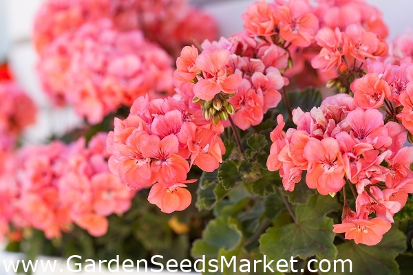 Salmon Zonal Geranium seeds - Pelargonium x hortorum - 10 seeds ...