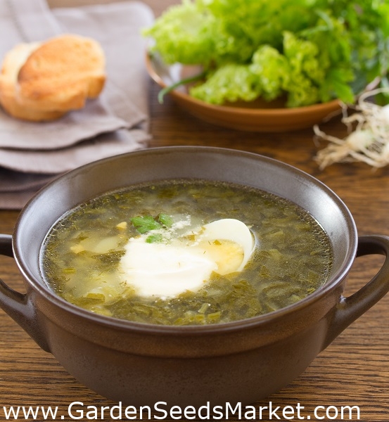 Sauerampfer Samen - Rumex acetosa - 1600 Samen - – Garden Seeds Market ...