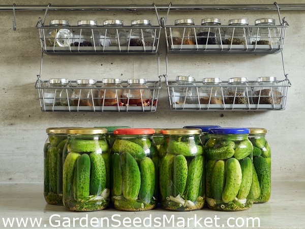 Cucumber Polan F1 seeds - Cucumis sativus (coated seeds) - 50 seeds ...