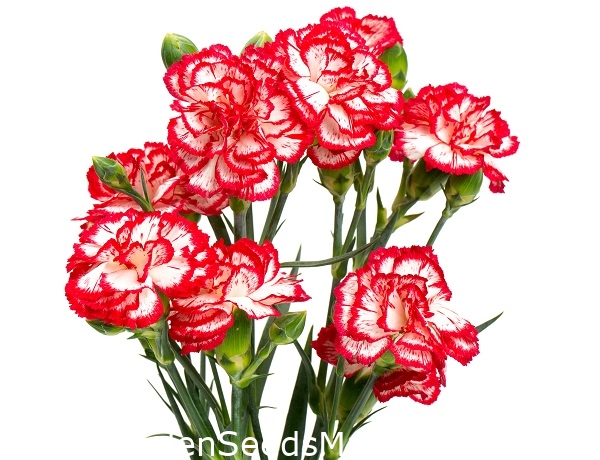 Raspberry Ripple Carnation seeds - Dianthus caryophyllus - 110 seeds ...