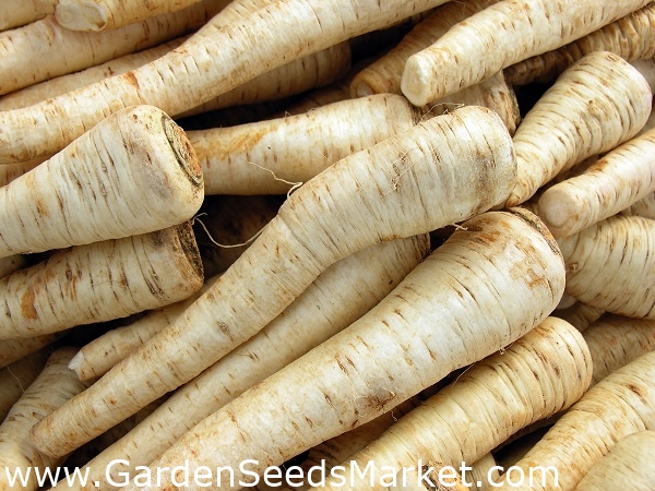 Persil Racine Halblange - Berlin - 4250 graines - Petroselinum crispum ...