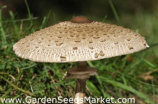 Suur sirmik - 3 kg - Macrolepiota procera – Garden Seeds Market ...