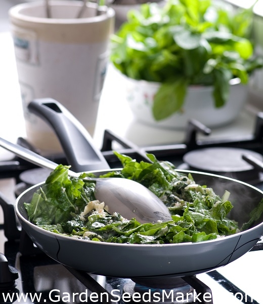 Spinach - Matador - High-Yield Spinach, Perfect for Freezing - Fresh ...