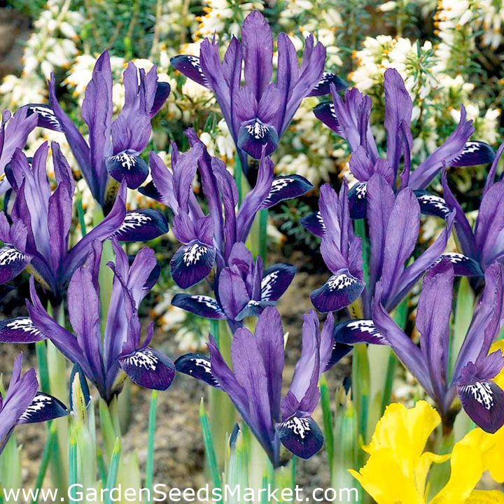 Iris Botanical Purple Gem - 10 lampu - Iris reticulata – Garden Seeds ...