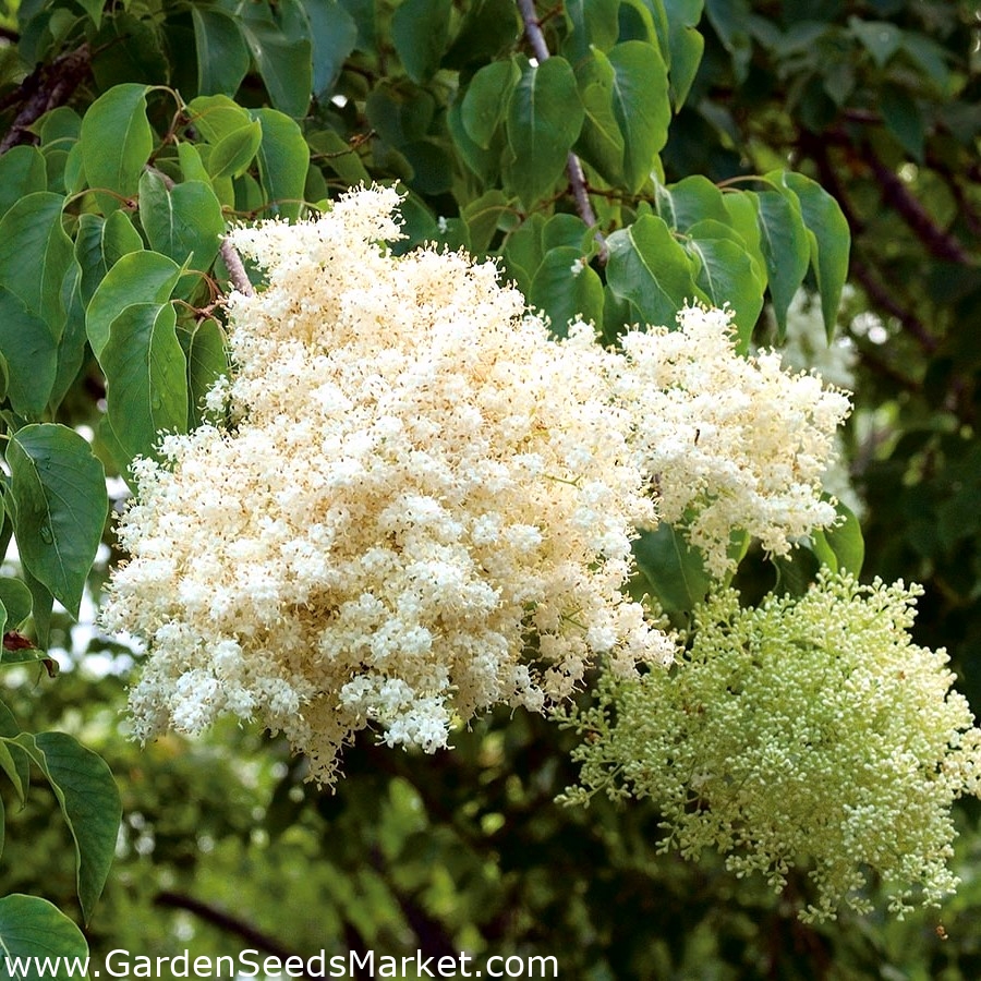 Japanese Tree Lilac seeds - Syringa reticulata – Garden Seeds Market ...