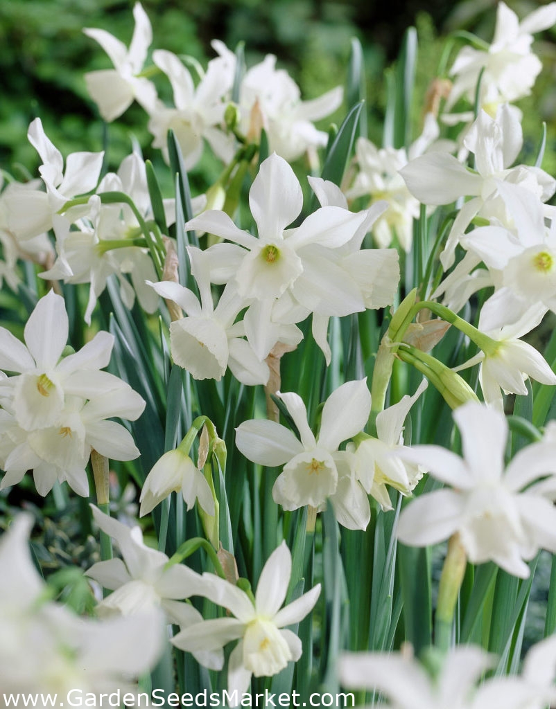 Narcissus Thalia - Daffodil Thalia - 5 bulbs – Garden Seeds Market ...