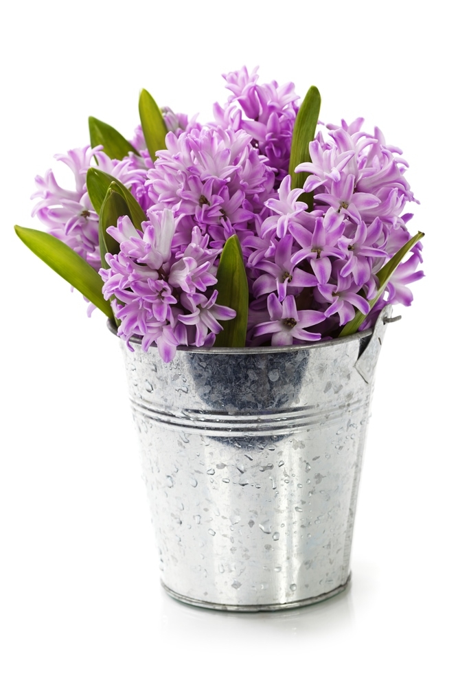 Hyacinthus Splendid Cornelia – Hyazinthe Splendid Cornelia - 3 Zwiebeln ...