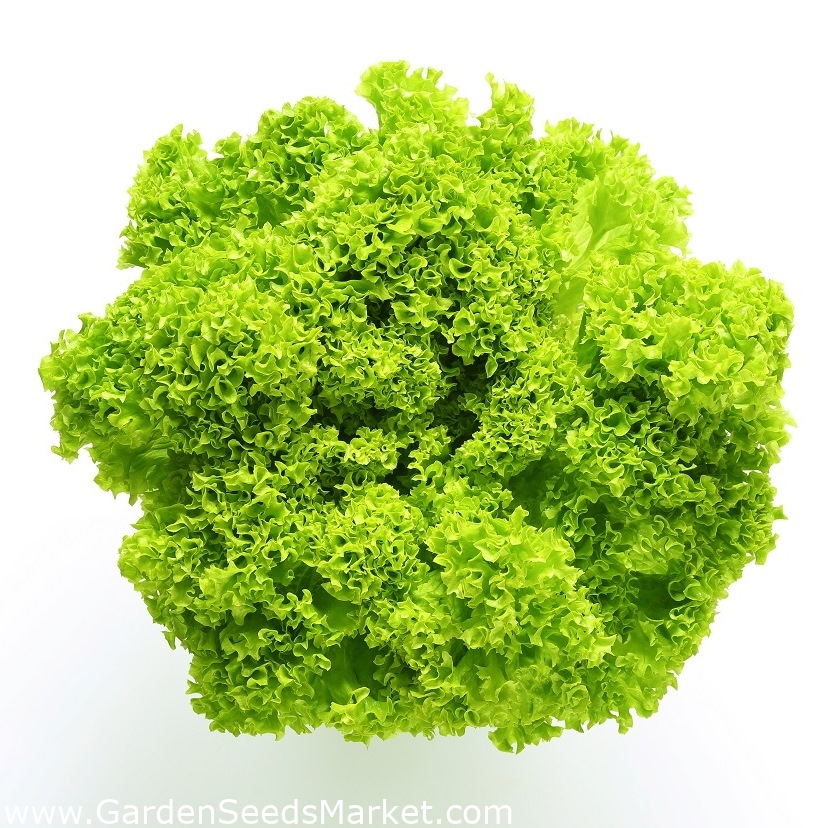 Zelena salata Lollo Bionda sjemenke - Lactuca sativa - 1200 sjemenki ...