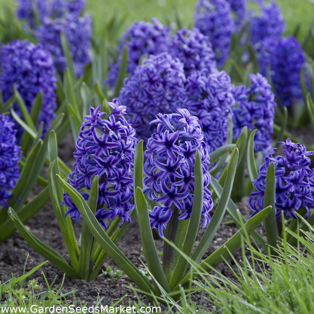 Hyacinthus Blue Jacket - Hyacinth Blue Jacket - 3 bulbs – Garden Seeds ...