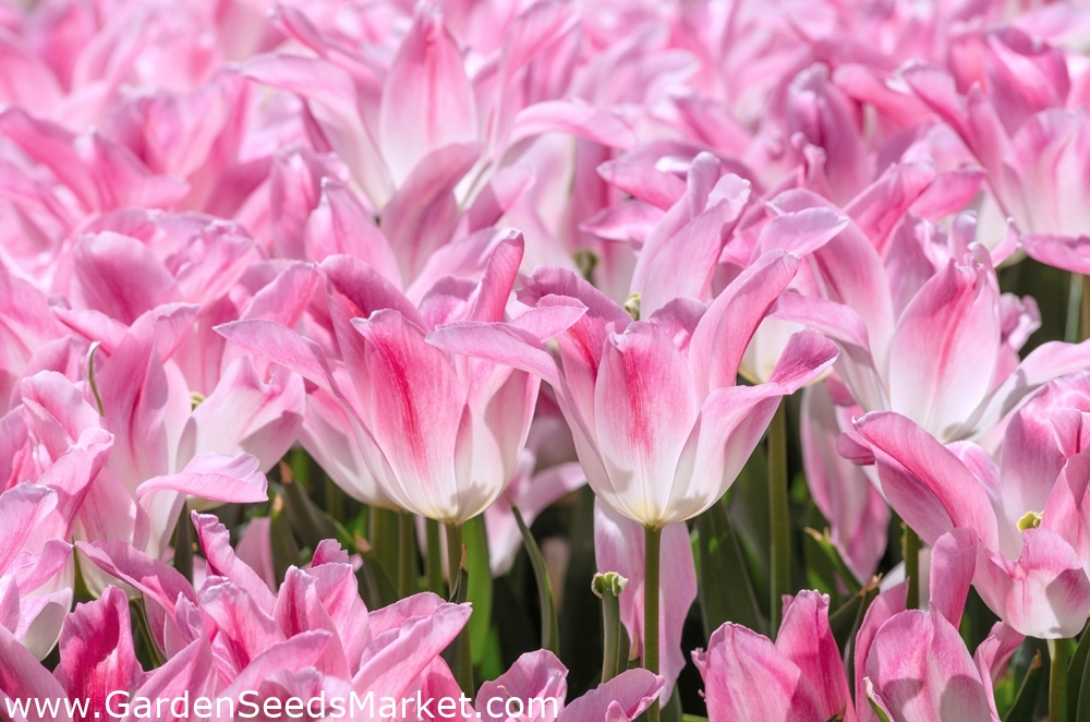 Tulip Holland Chic – 5 pcs – Garden Seeds Market | Free shipping
