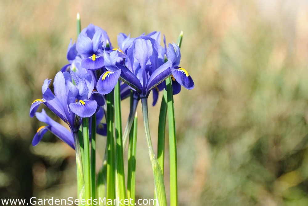 Iris Réticulée - Iris reticulata - Harmony - paquet de 10 pièces ...