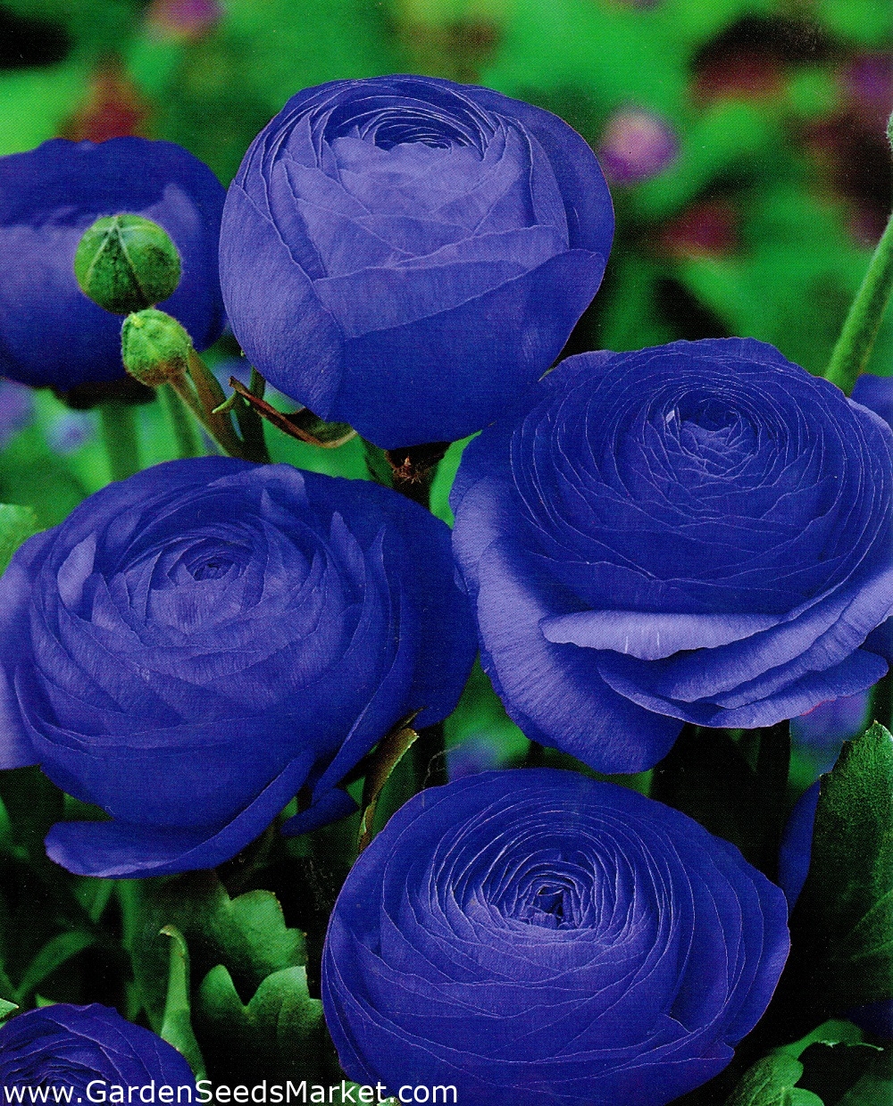 Ranunculus, Buttercup Blue - 10 bulbs – Garden Seeds Market | Free shipping