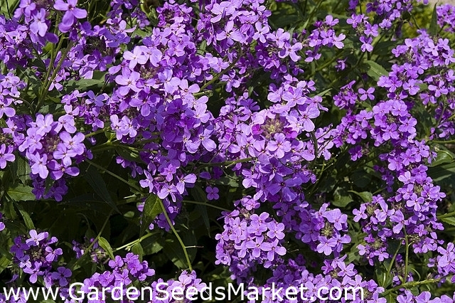 Dame's Rocket, Sweet Rocket - purple - Hesperis matronalis - 500 seeds ...