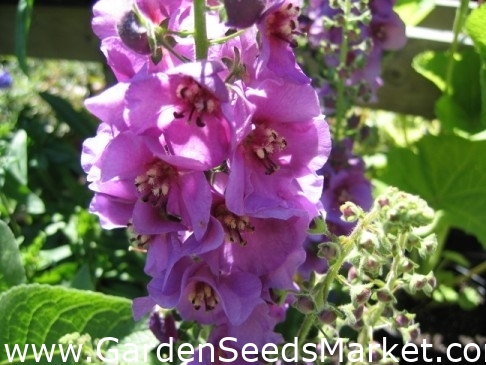 Perennial Mullein mixed seeds - Verbascum sp. - 700 seeds – Garden ...
