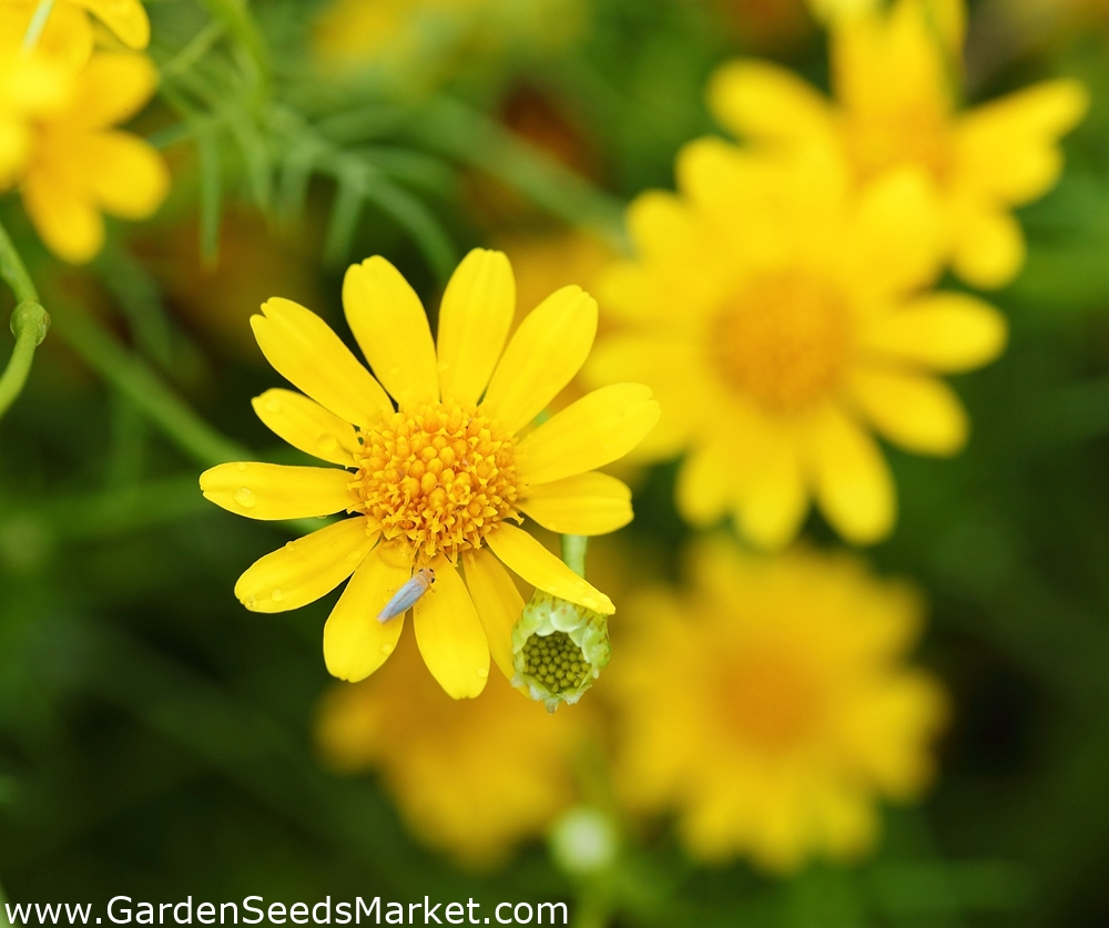 Dahlberg Daisy, Golden Fleece seeds - Thymophylla filifera - 1500 seeds ...