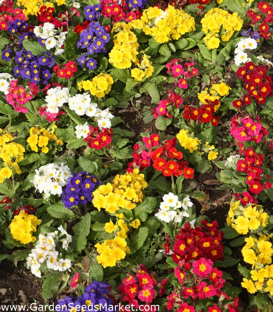 Primrose, English Primrose mix seeds - Primula acaulis - 140 seeds ...