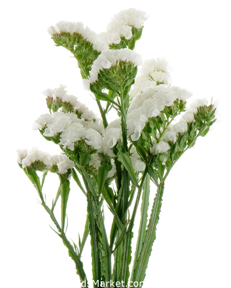 Statice - White - Limonium sinuatum - Dazzling Snowy Petals, Perfect ...