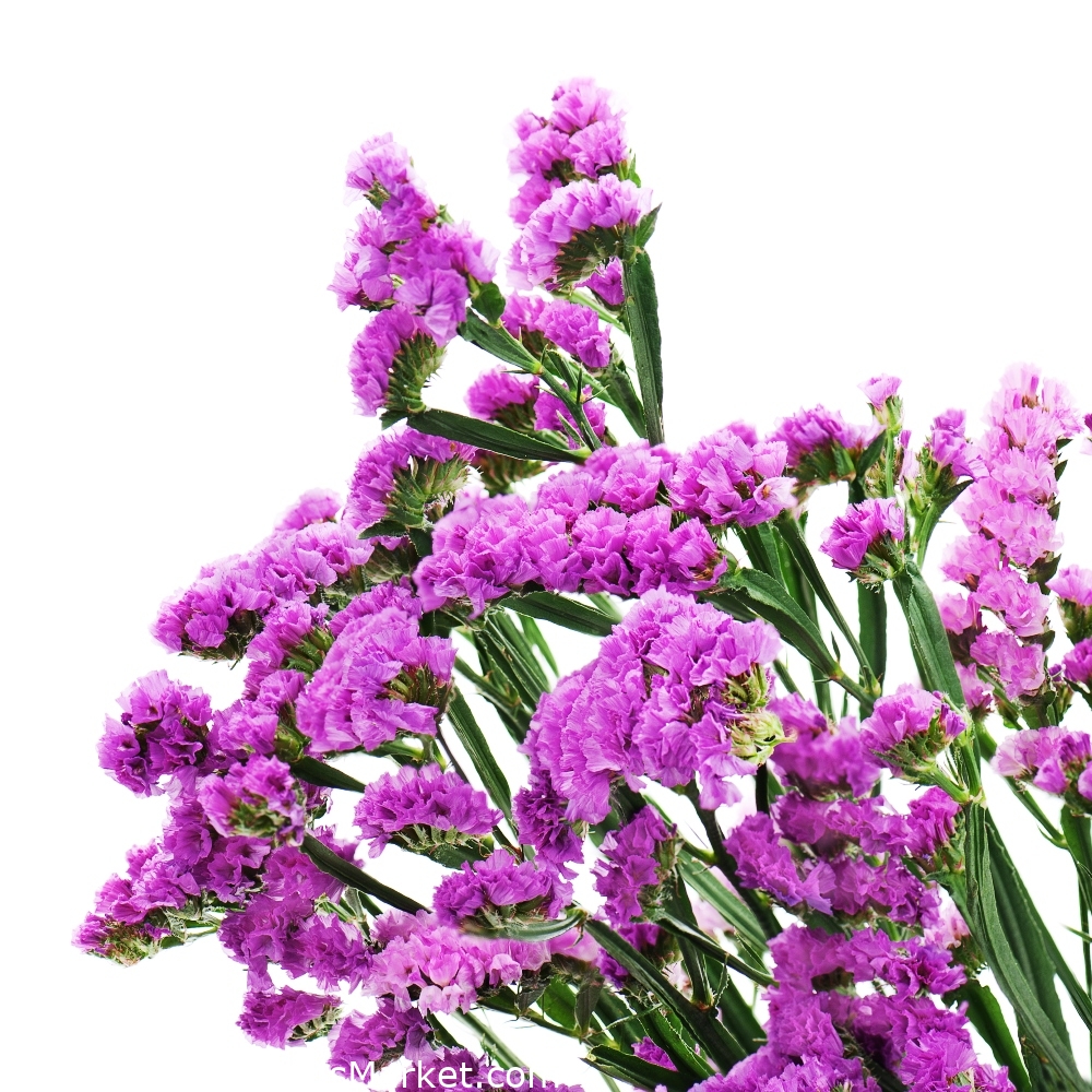 Carmine Statice seeds - Limonium sinuatum - 105 seeds – Garden Seeds ...
