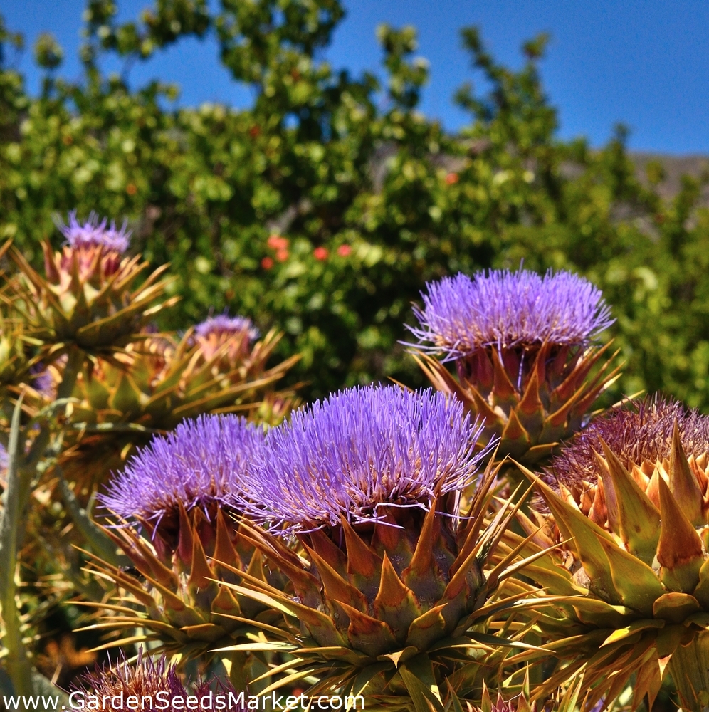 Sementes Cardo - Cynara cardunculus - 25 sementes - Cynara cardunuculus ...