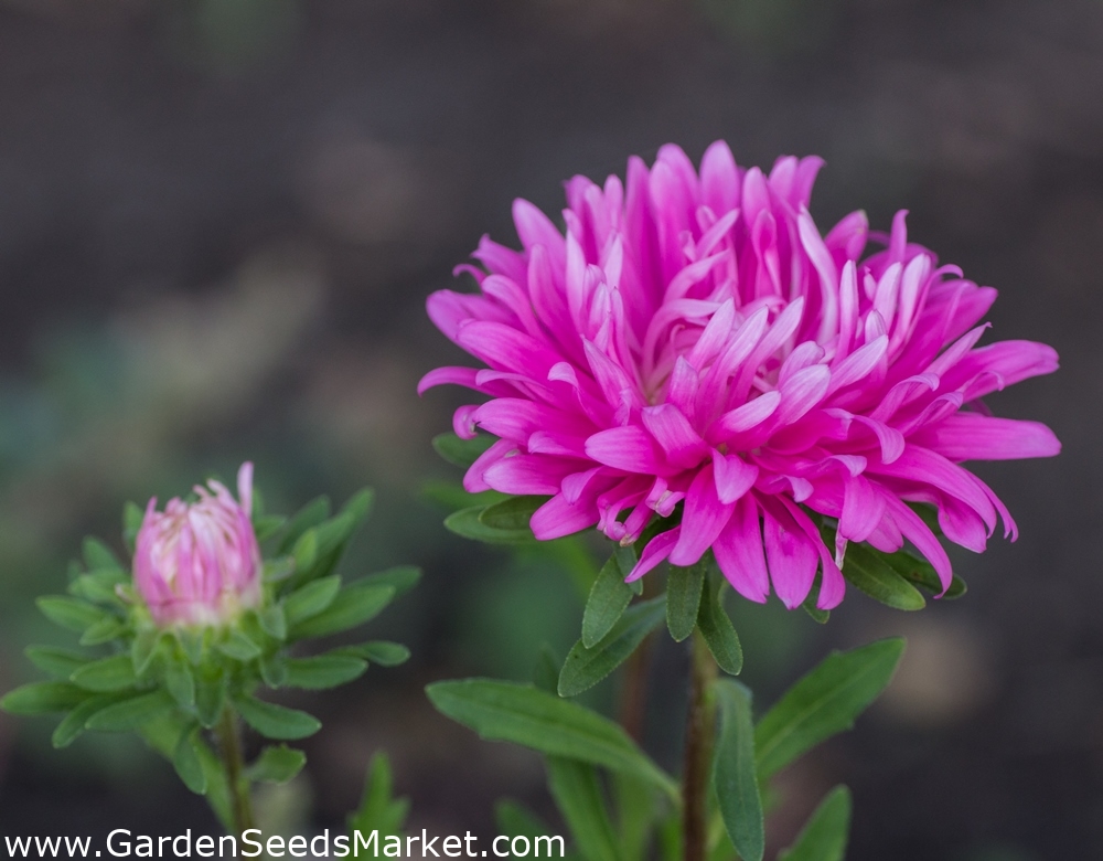 Dwarf Aster Milady Rose seeds - Callistephus chinensis - 500 seeds ...