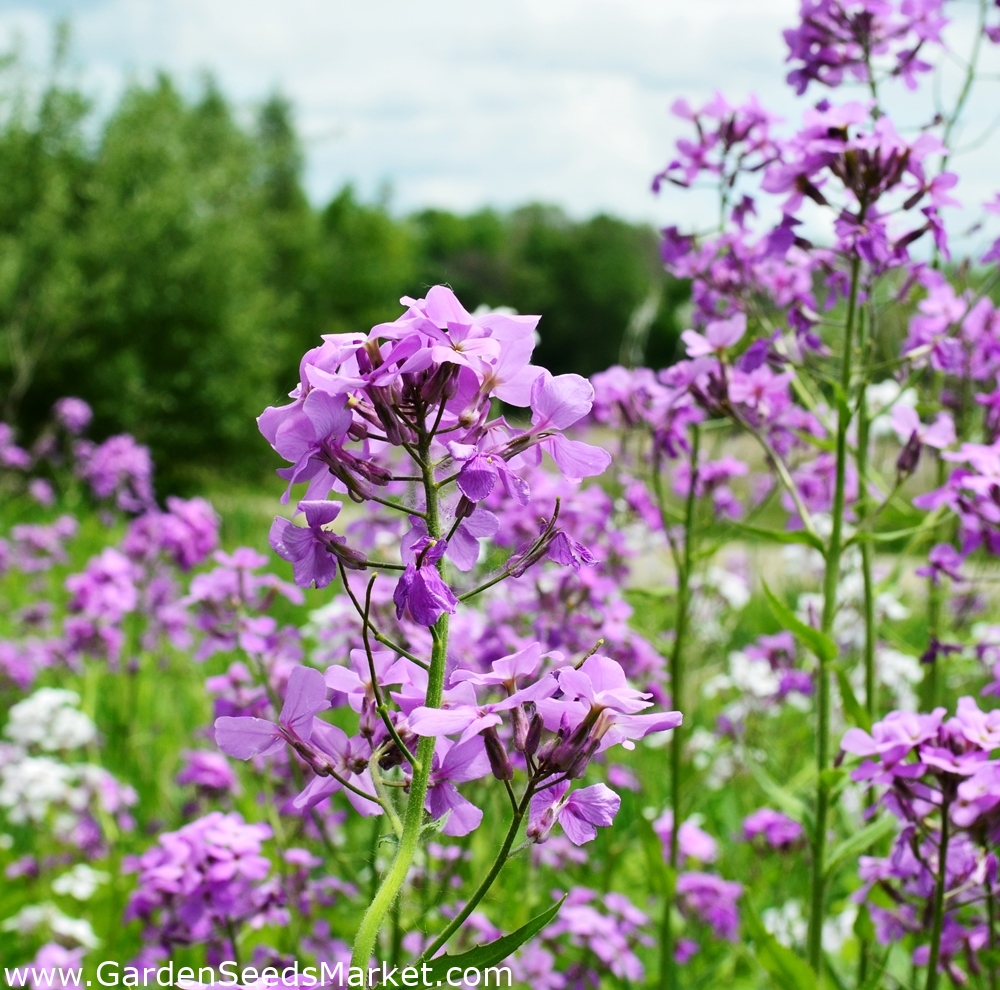Dame's Rocket, sementes misturadas Sweet Rocket - Hesperis matronalis ...