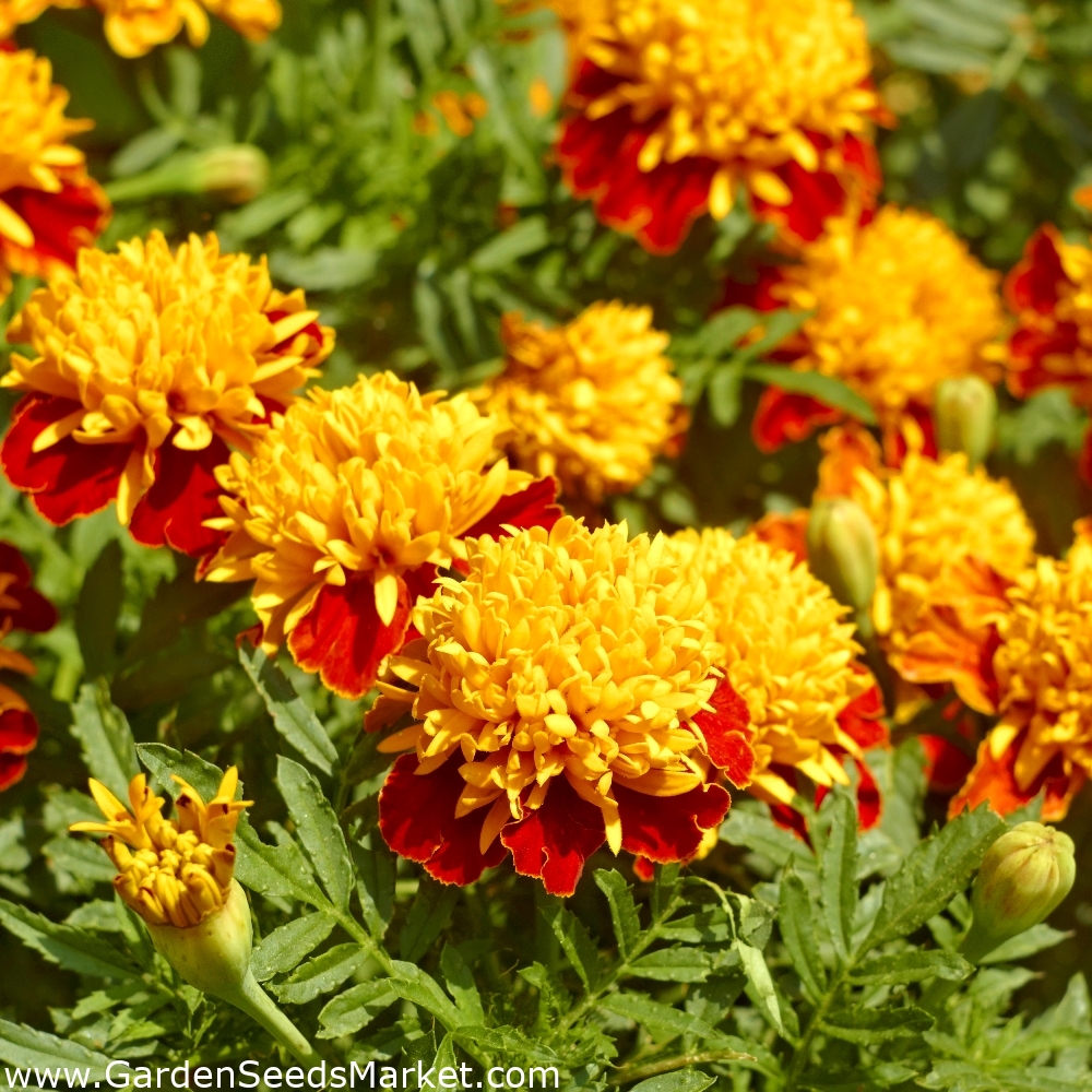 Marigold Tagates Patula Nana Legion Of Honour 20 Grams Appx 6000 Seeds marigold-tagates-patula-nana-legion-of-honour-20-grams-appx-6000-seeds