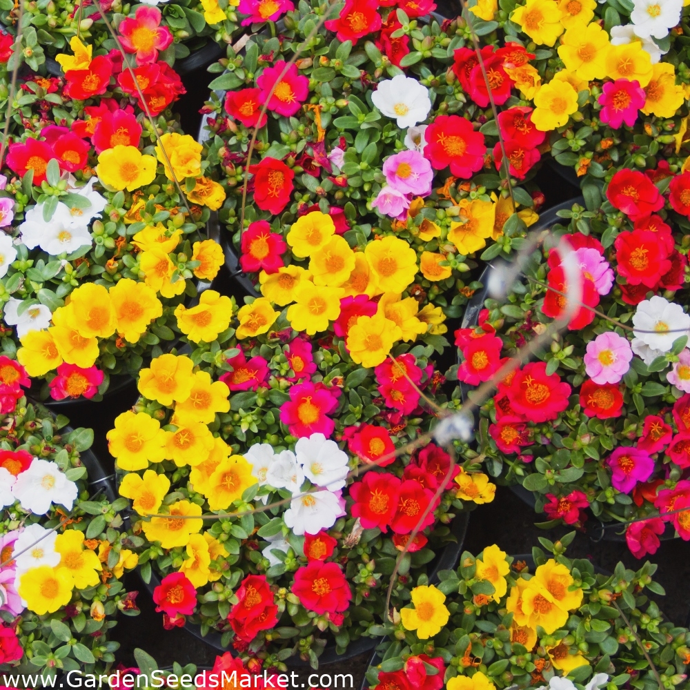 Moss Rose mixed seeds - Portulaca grandiflora - 4500 seeds – Garden ...