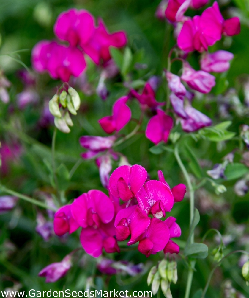 Everlasting Pea, Perennial Pea mixed seeds - Lathyrus latifolius - 18 ...