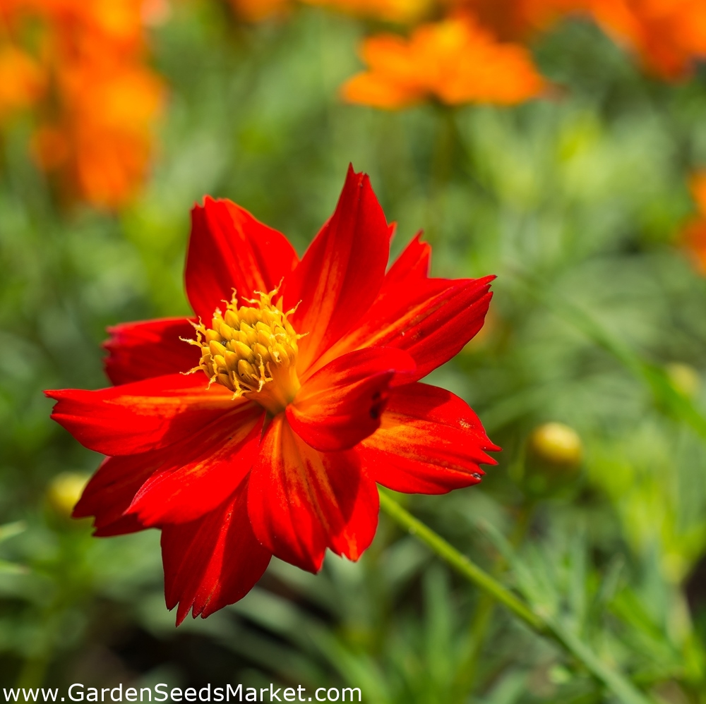 Cosmos Diablo seeds - Cosmos bipinnatus - 140 seeds – Garden Seeds ...