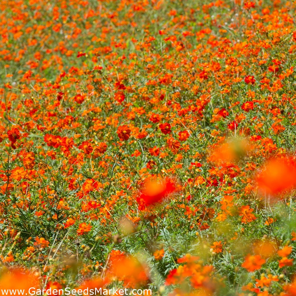 Cosmos Diablo seeds - Cosmos bipinnatus - 140 seeds – Garden Seeds ...