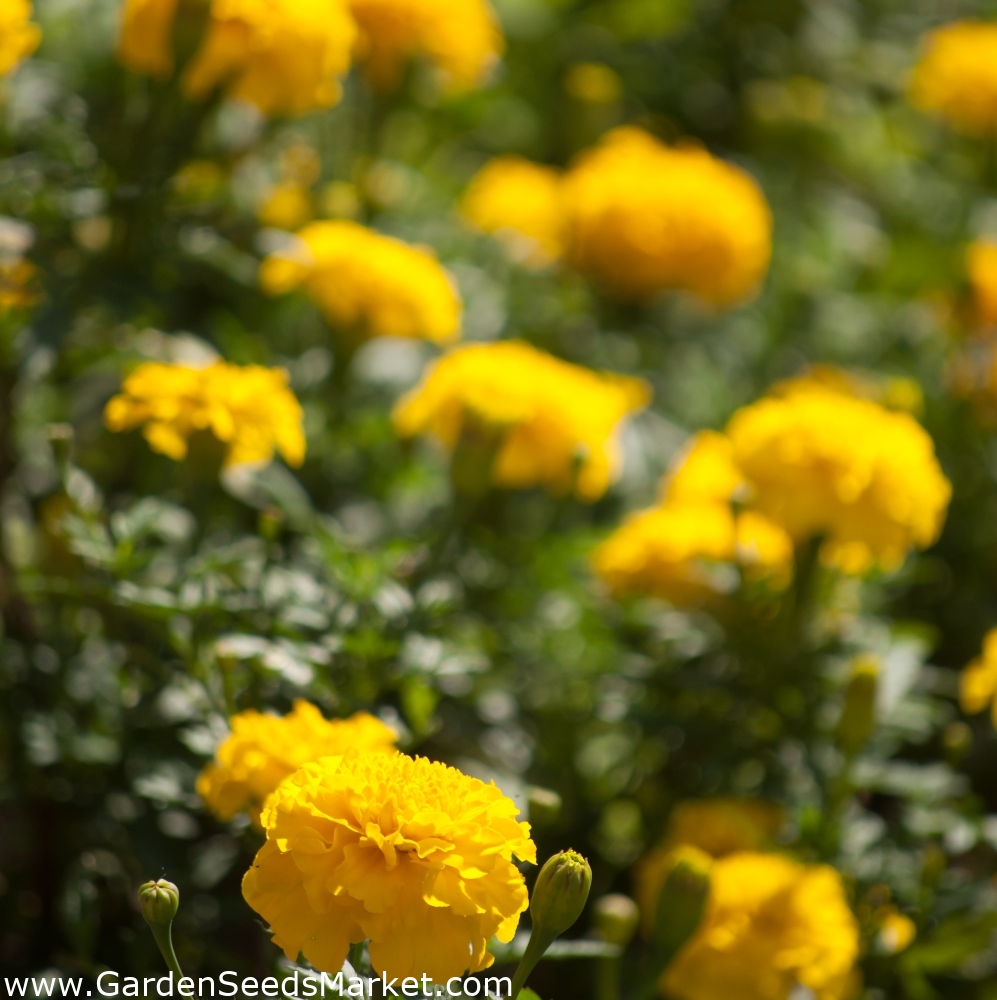 Tagete patula - Clavel del Moro - Aurora - amarillo - 350 semillas ...